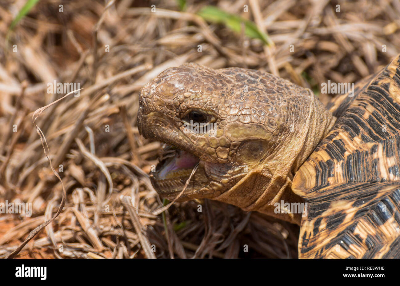 Turtle eating plant hi-res stock photography and images - Alamy