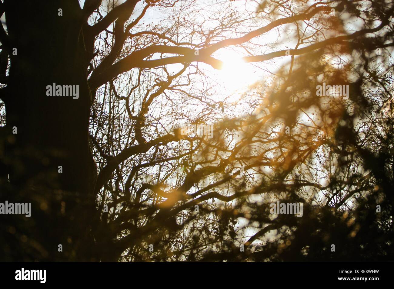Tree hill sky trunk fence hi-res stock photography and images - Alamy