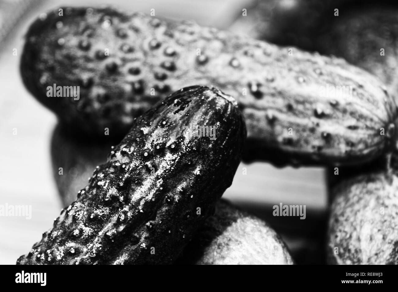 Cucumbers cucumis sativus Black and White Stock Photos & Images - Alamy