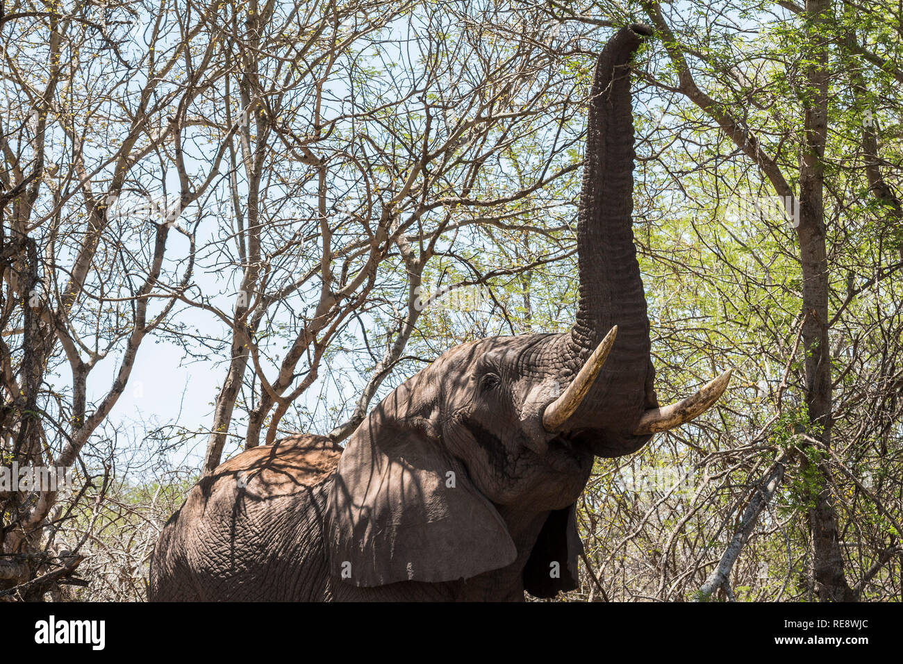 Elephant eating leaves from tree, Kruger Park, Africa Stock Photo - Alamy