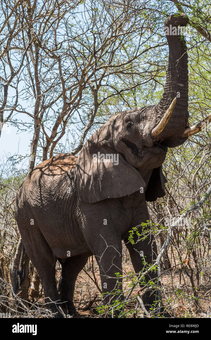 Elephant Eating From Tree