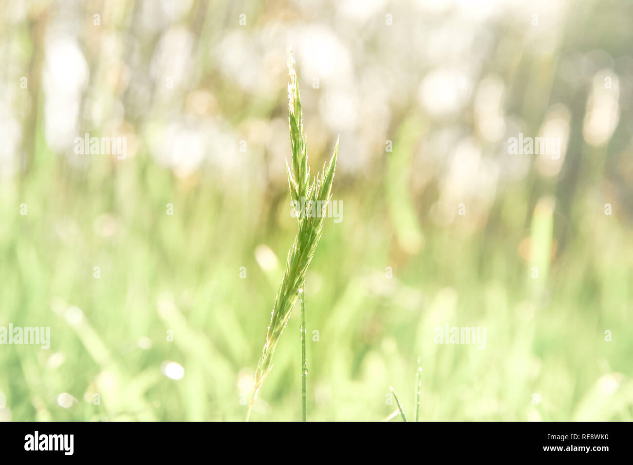 Wild grass stalk backlit Stock Photo - Alamy