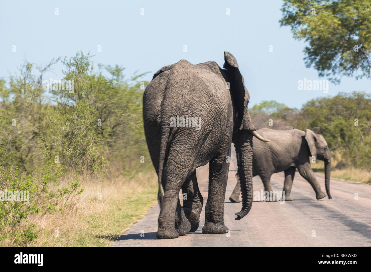 Elephants walking on street in Kruger Park, Africa Stock Photo - Alamy