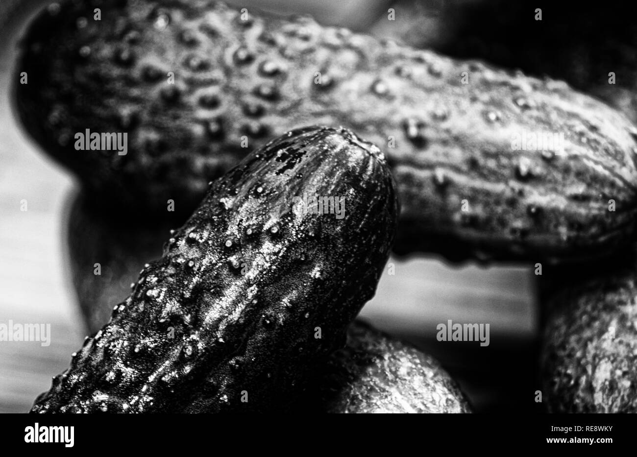 Cucumber plant Black and White Stock Photos & Images - Alamy