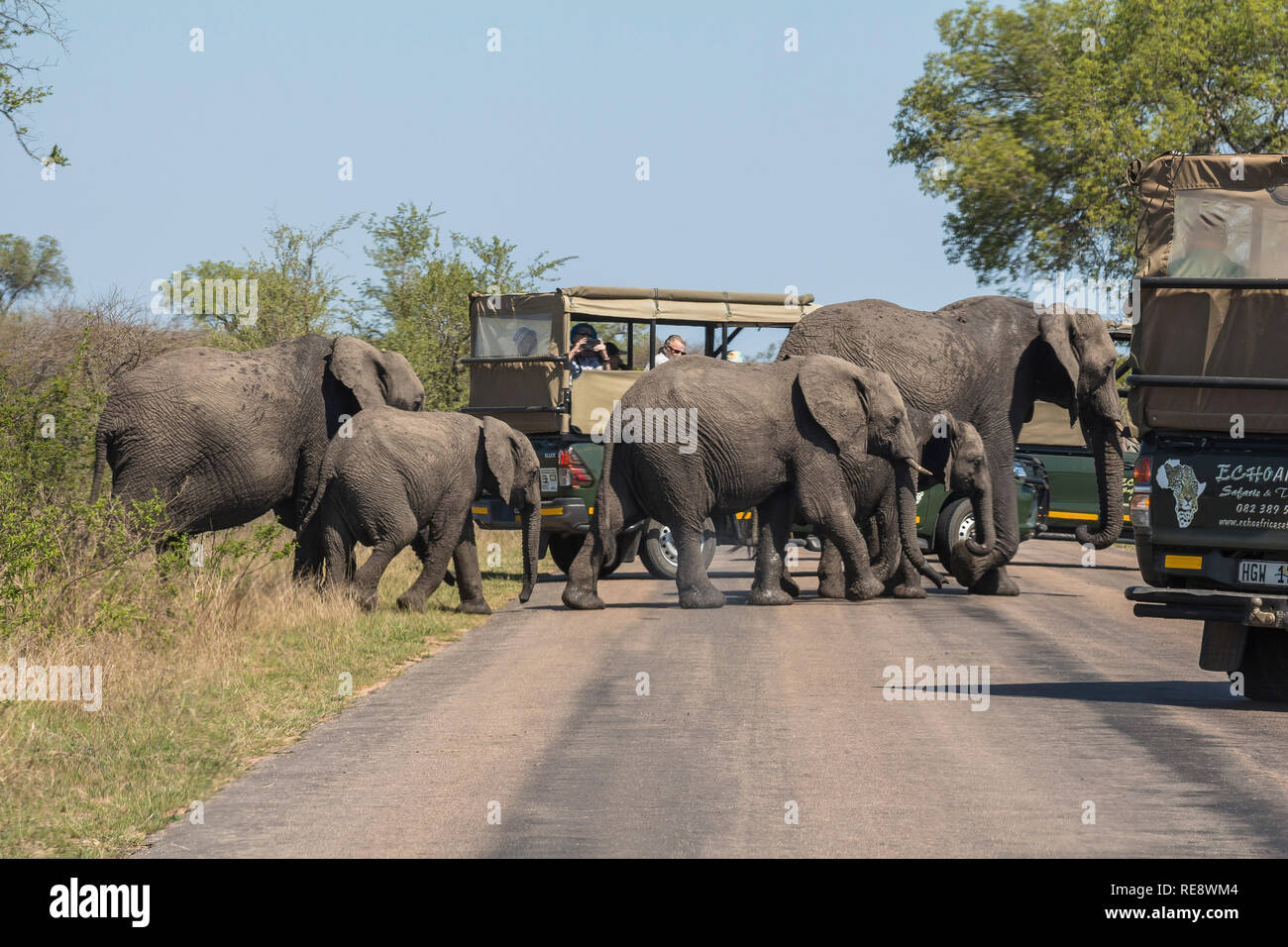 Elephants and safari cars on street in Kruger Park Stock Photo - Alamy