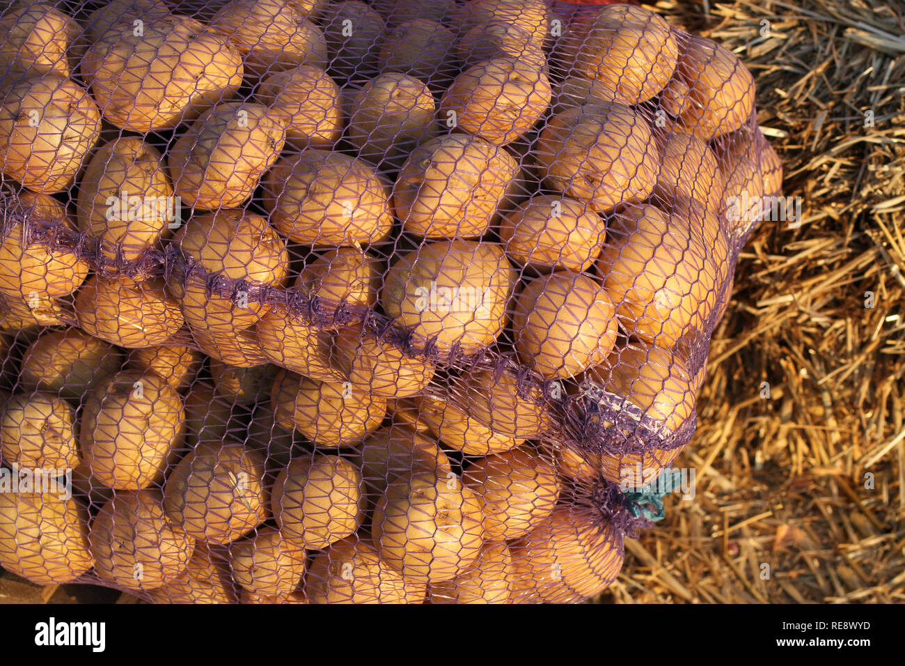 White potatoes, packed in large nets, lying on the hay on the market ...