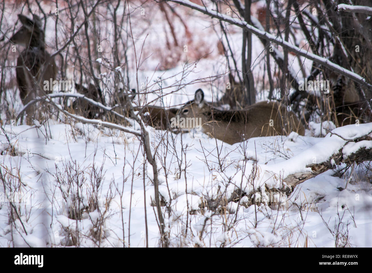 About 20 deer huddled in a hollow trying to keep warm from the freezing ...