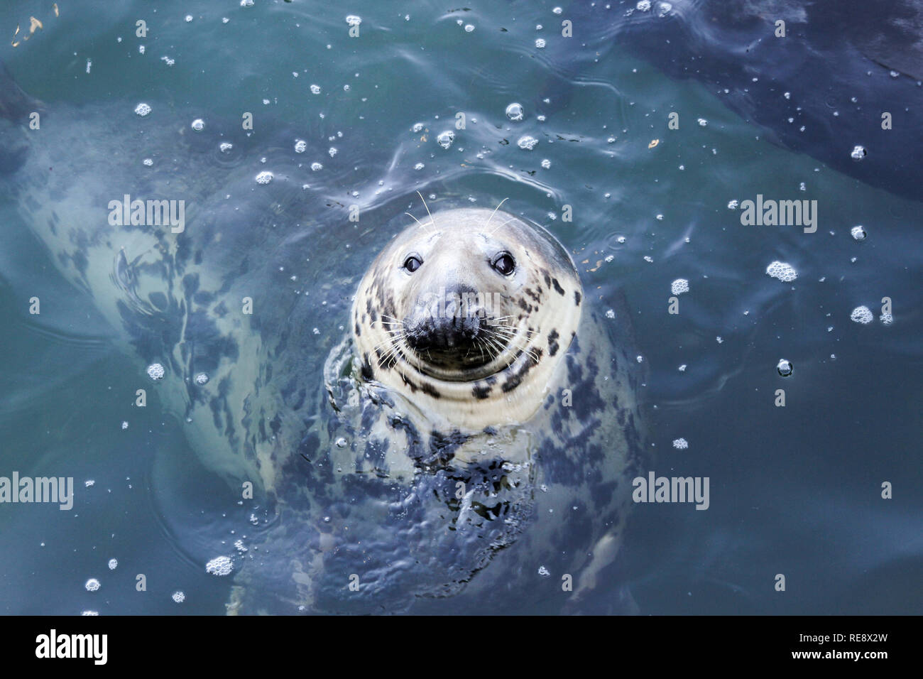Chatham seal hi-res stock photography and images - Alamy
