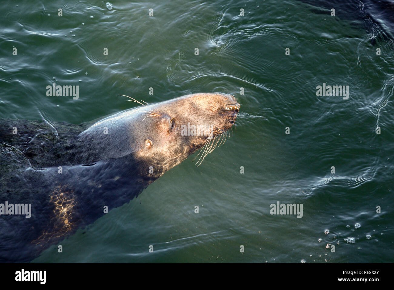 Chatham seal hi-res stock photography and images - Alamy
