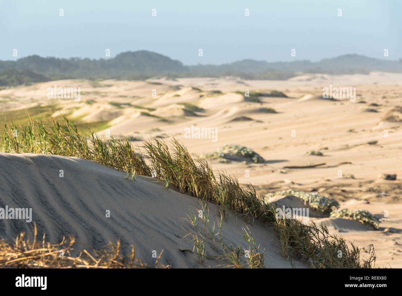 Beautiful sand dunes in St. Lucia in South Africa Stock Photo - Alamy