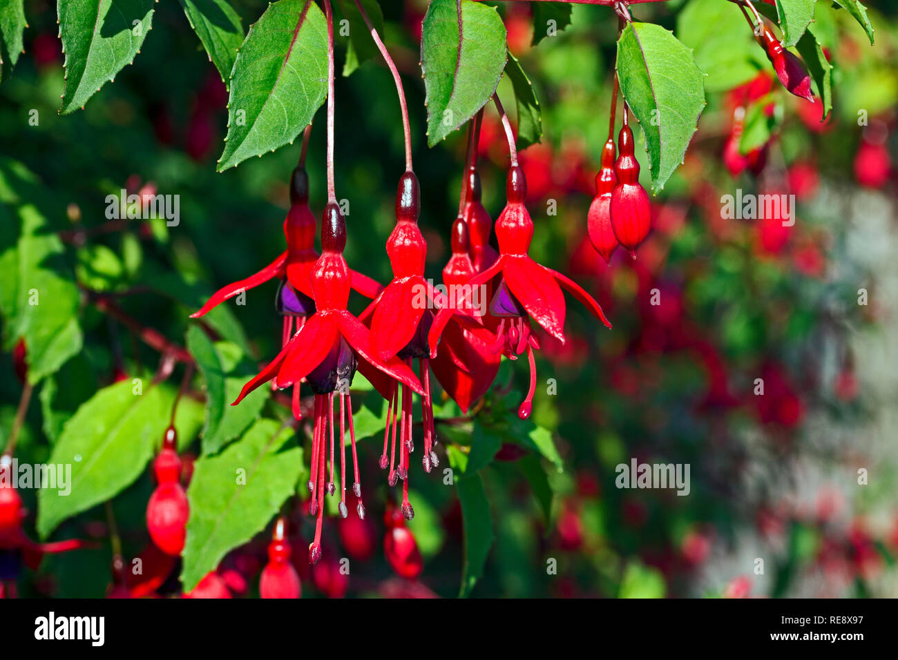 Fuchsia flowers in a garden in Somerset, UK Stock Photo - Alamy