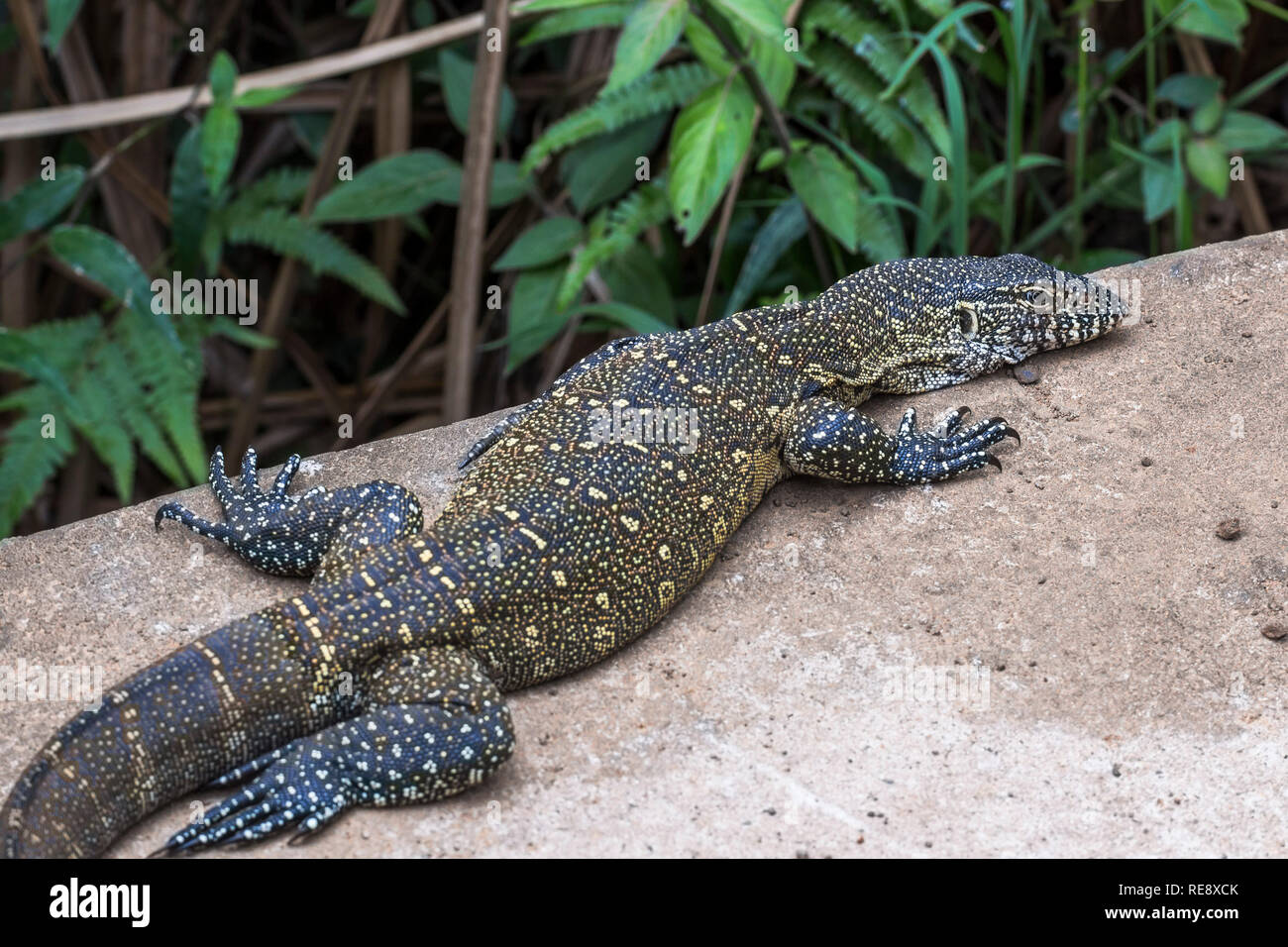 Big lizard on stone in St. Lucia South Africa Stock Photo - Alamy