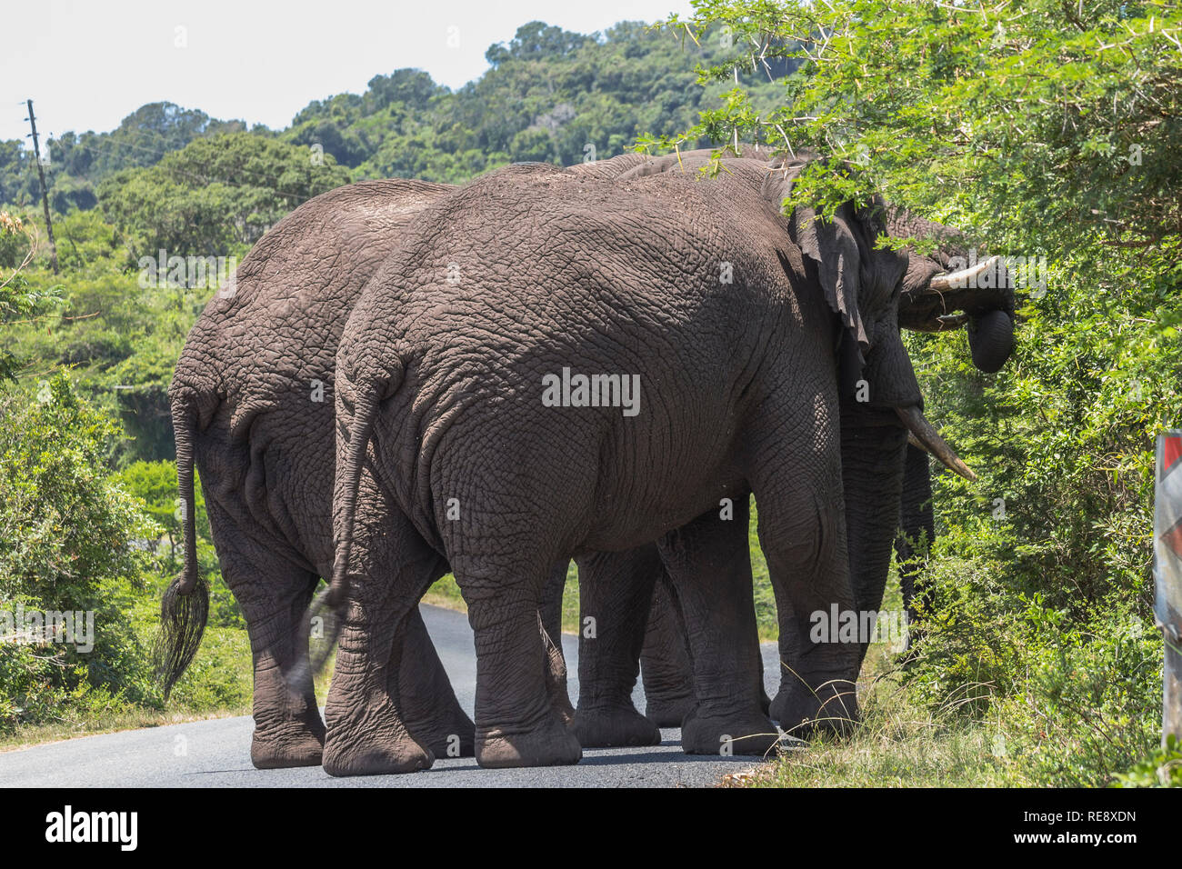 Big elephants walking on street in St. Lucia wetlands park Stock Photo ...