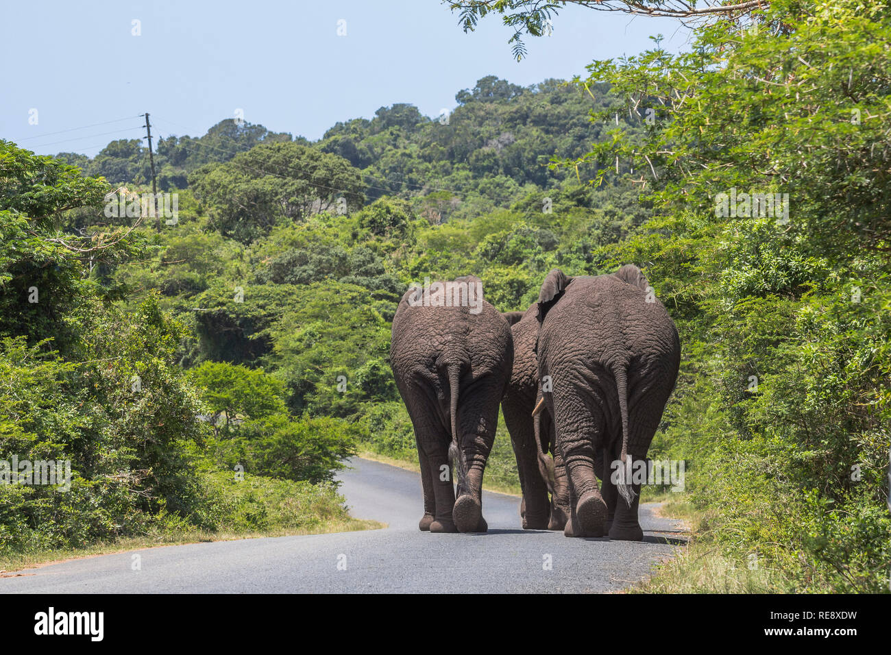 Big elephants walking on street in St. Lucia wetlands park Stock Photo ...
