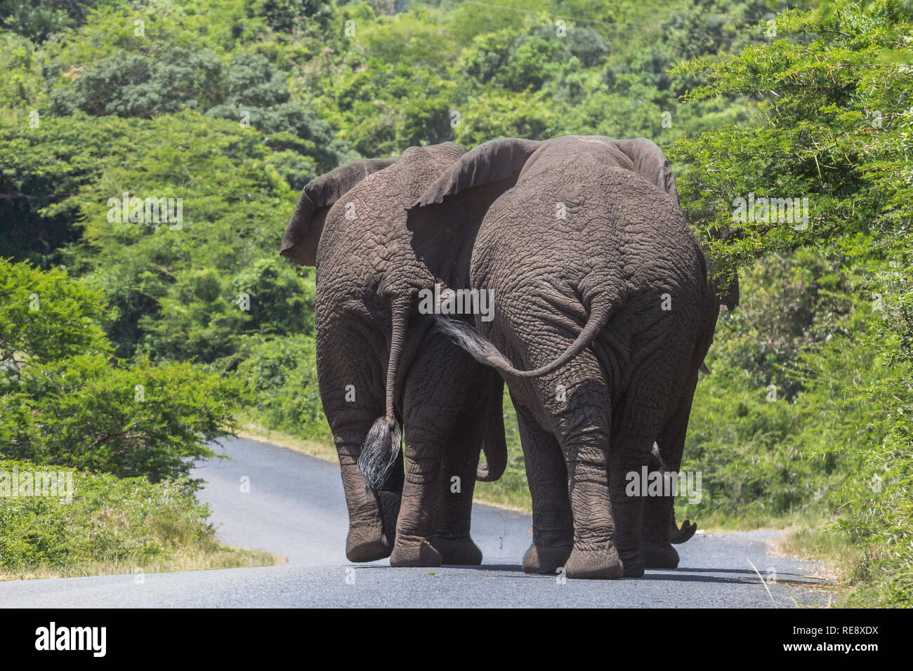 Big elephants walking on street in St. Lucia wetlands park Stock Photo ...