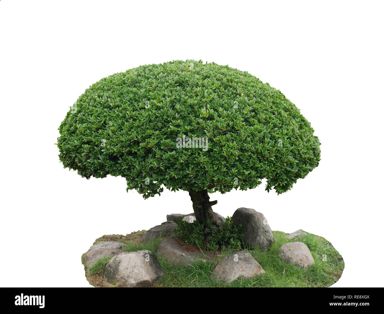 Large trimmed bonsai hi-res stock photography and images - Alamy