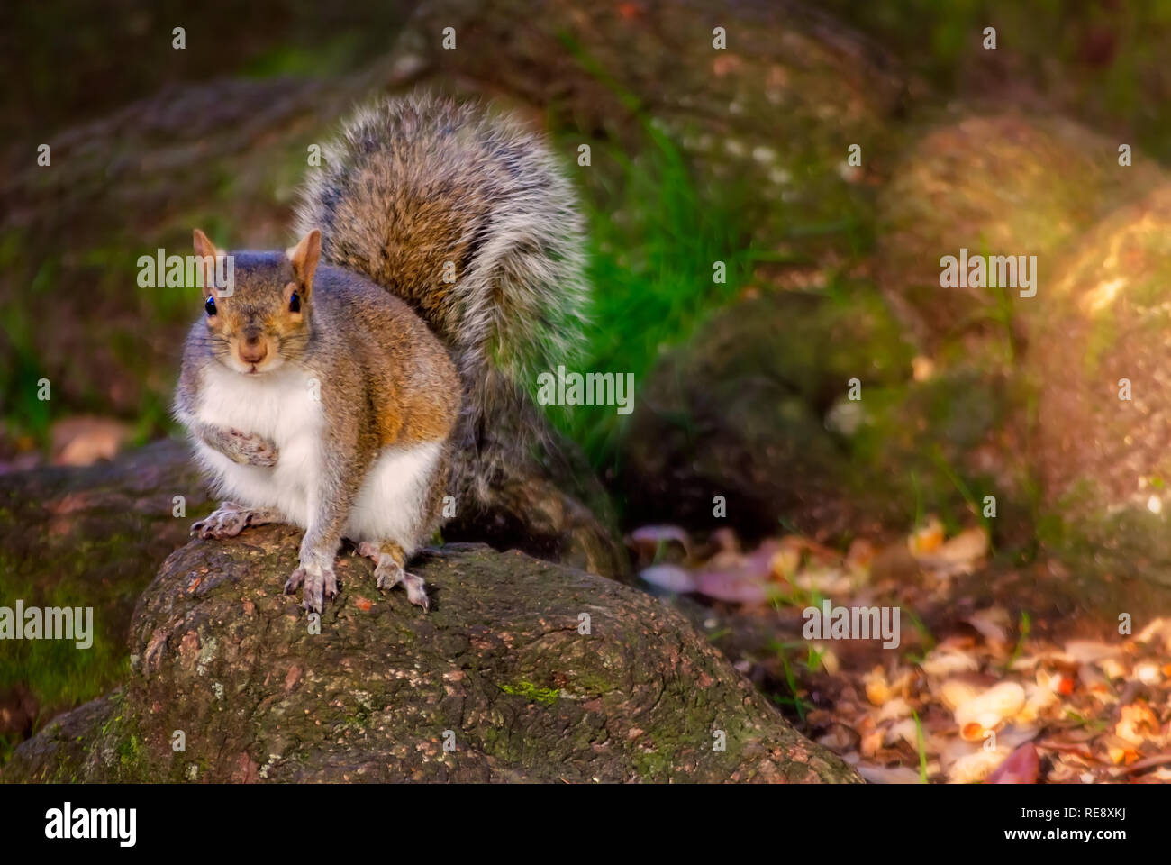 S carolinensis hi-res stock photography and images - Alamy