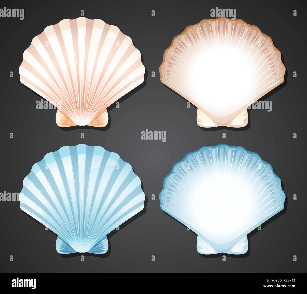 Set of scallop seashell illustration Stock Vector Image & Art - Alamy