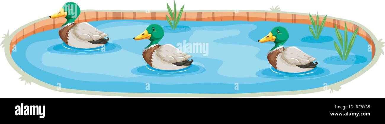An isolated duck pond illustration Stock Vector Image & Art - Alamy