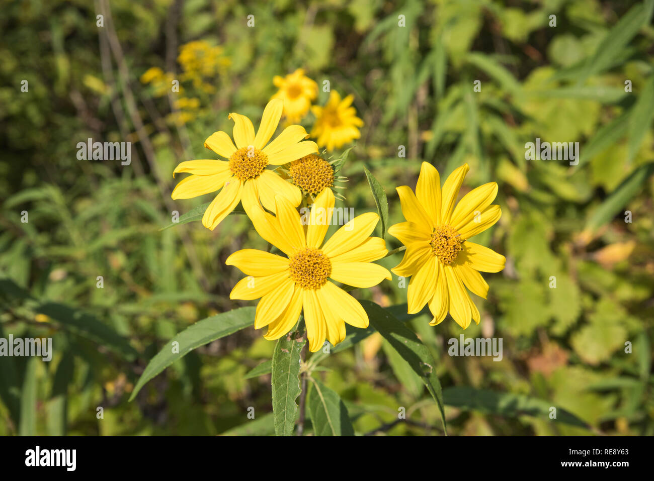 Illinois wildflower hi-res stock photography and images - Alamy