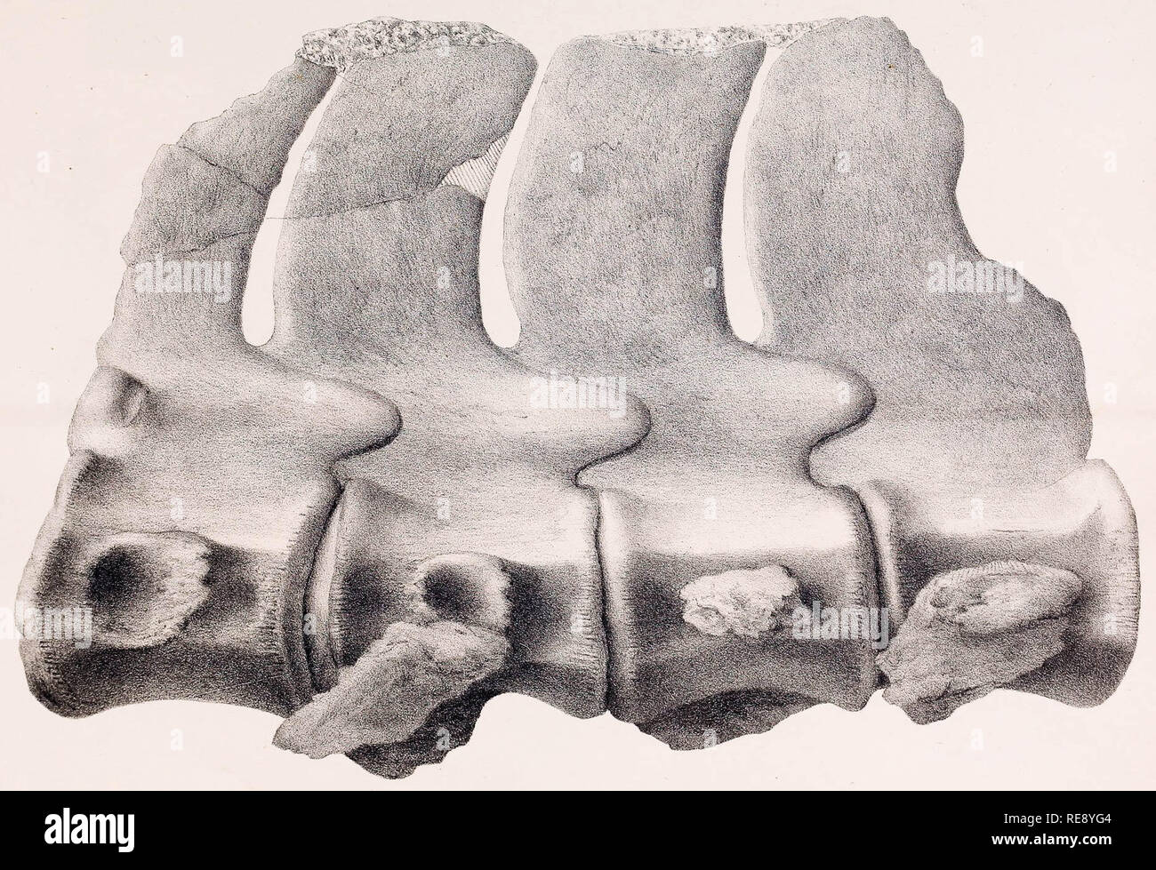 Back vertebrae of the holotype, 1869 Stock Photo - Alamy