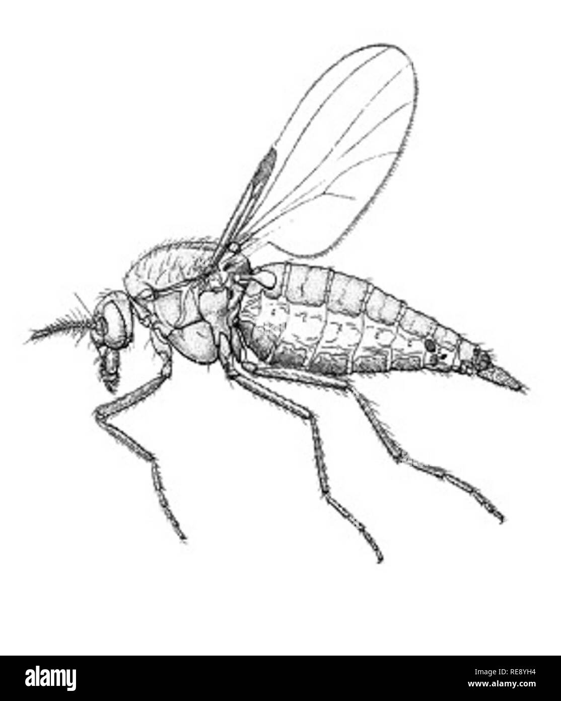 Ceratopogonidae High Resolution Stock Photography and Images - Alamy