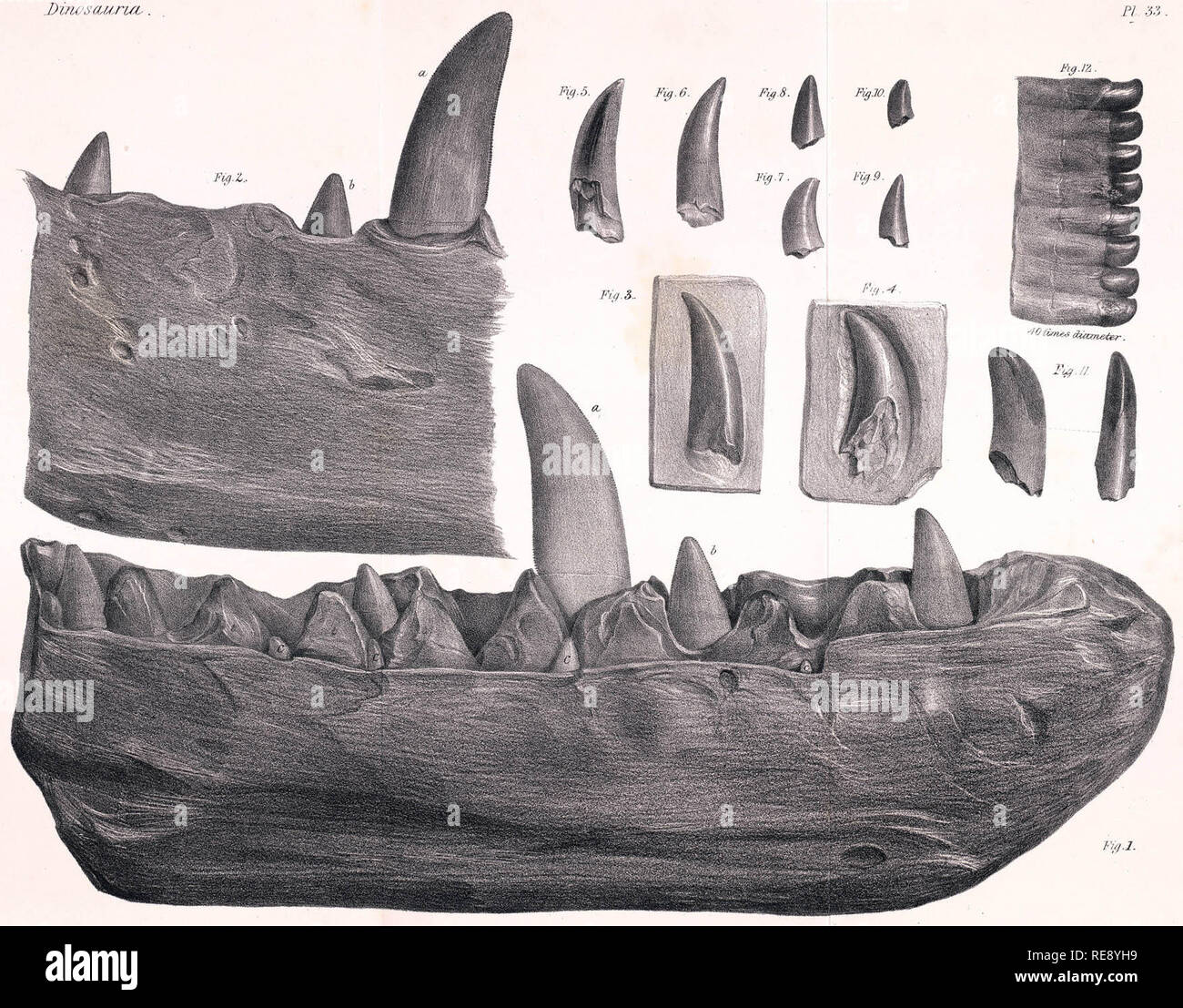 Type dentary and referred teeth. 1800s restoration by J. Erxleben Stock ...