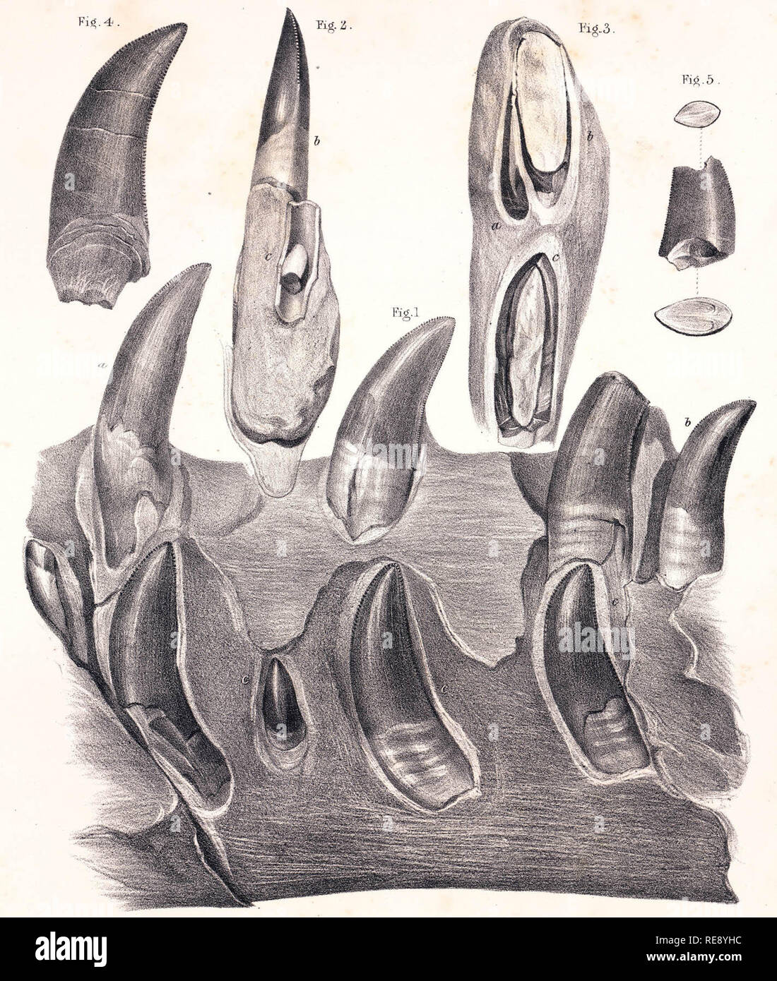 Megalosaurus hi-res stock photography and images - Alamy