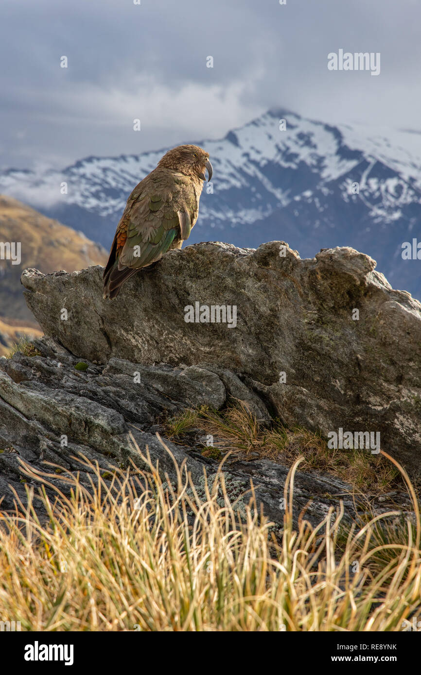 Notabilis hi-res stock photography and images - Alamy