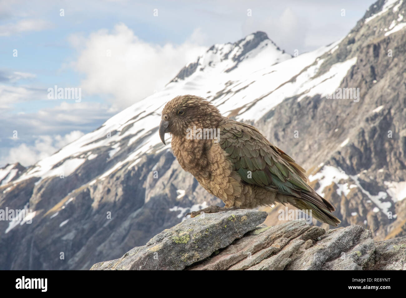Kea bird hi-res stock photography and images - Alamy