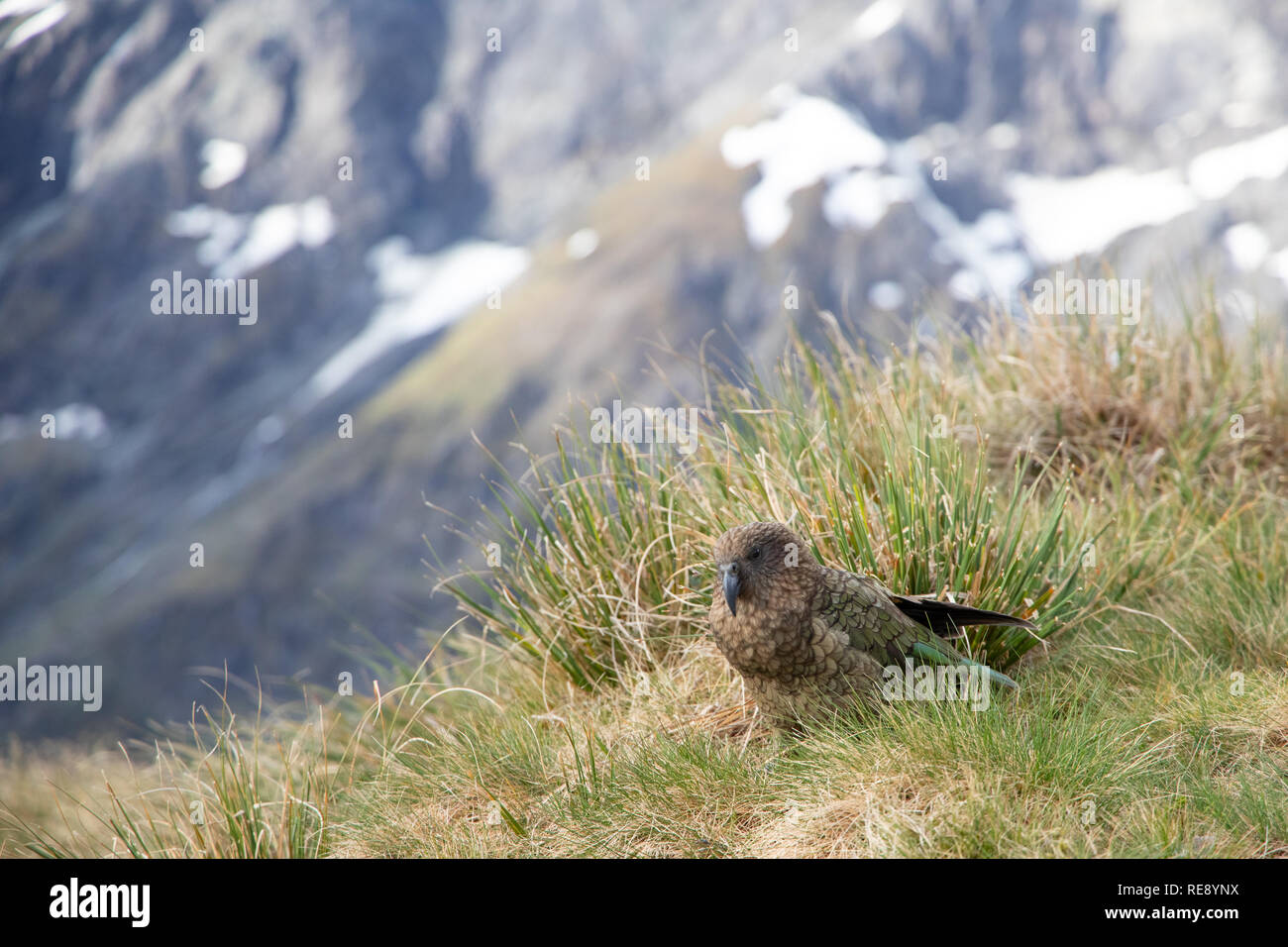 Kea in the New Zealand Landscape Stock Photo - Alamy