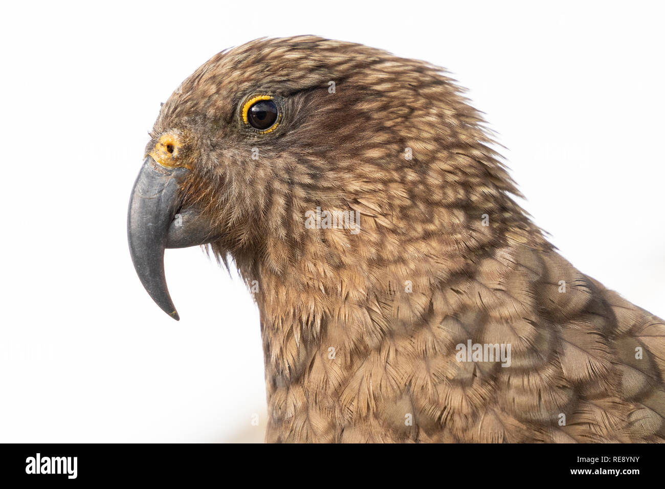 Portrait kea new zealand hi-res stock photography and images - Alamy