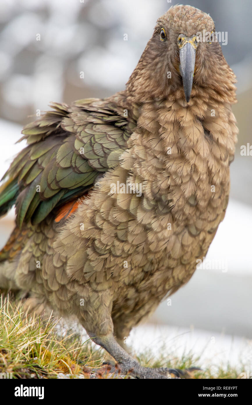 Portrait of a Kea, South Island, New Zealand Stock Photo - Alamy