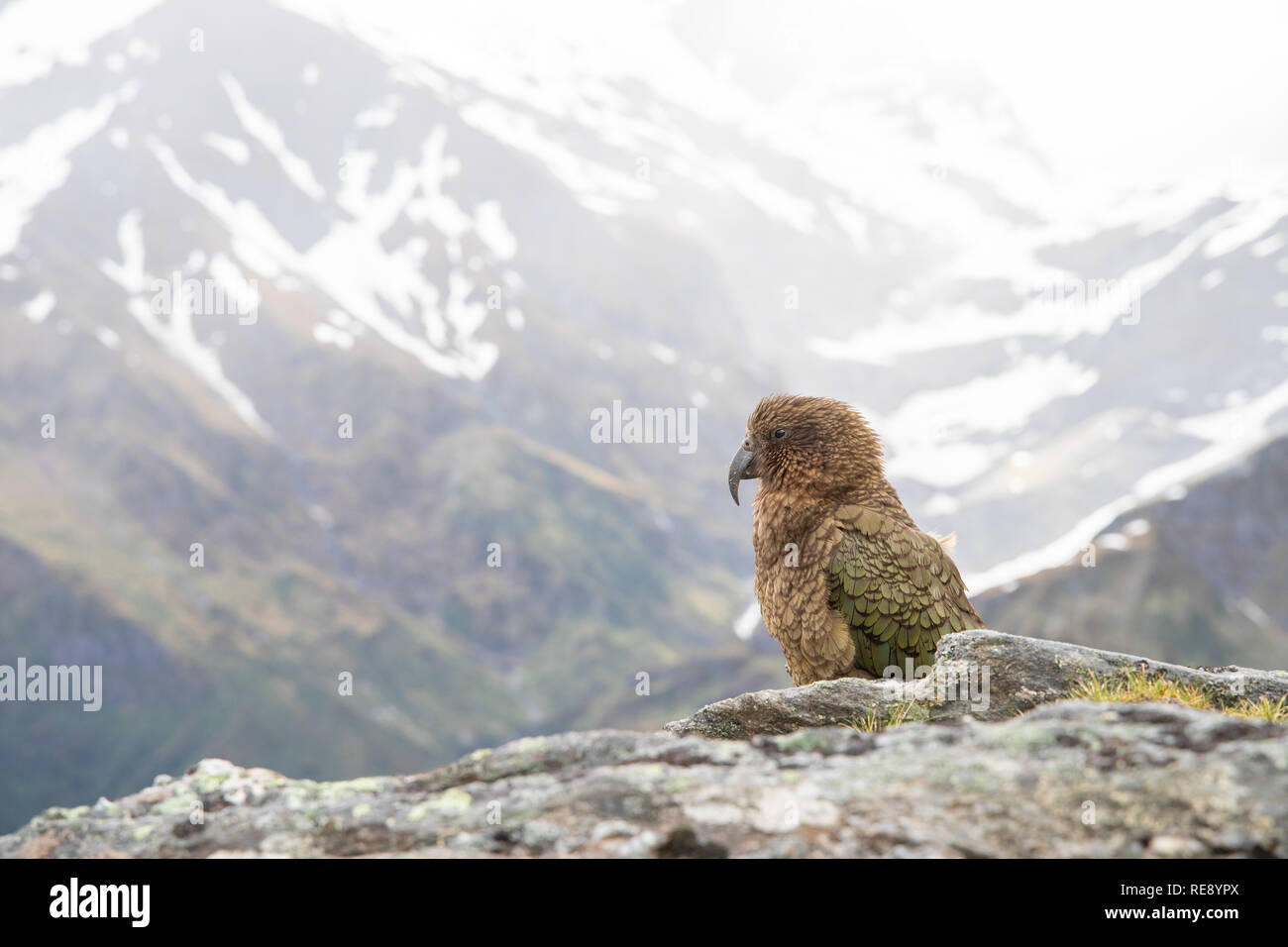 Kea hi-res stock photography and images - Alamy