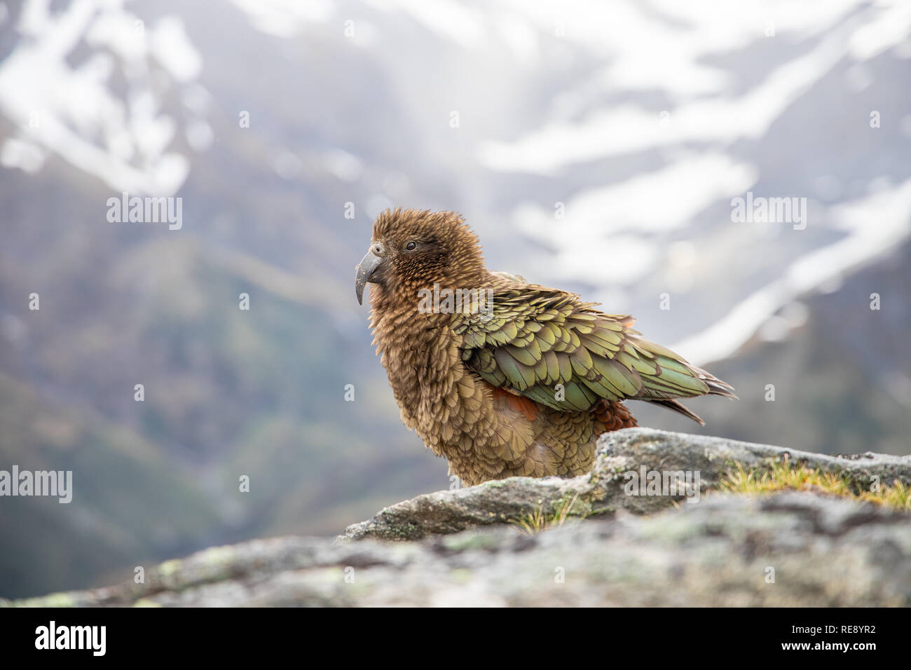 Kea, New Zealand Stock Photo - Alamy