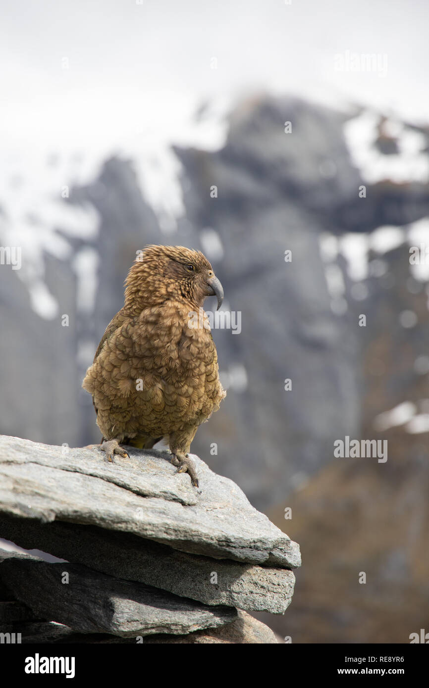 Portrait of a Kea, South Island, New Zealand Stock Photo - Alamy