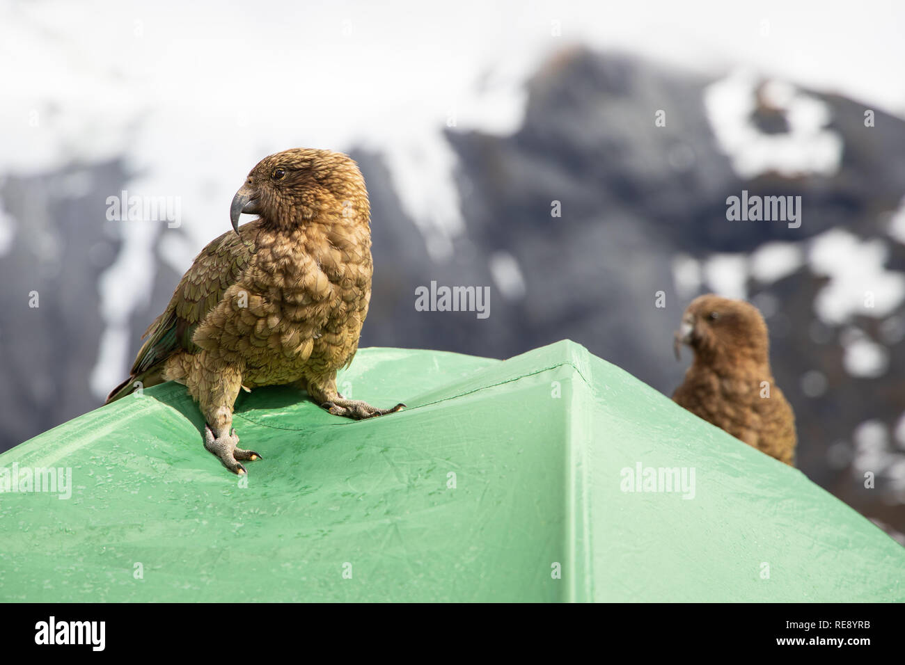 Humour animal tent hi-res stock photography and images - Alamy