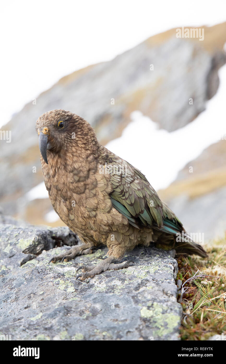 Kea portrait hi-res stock photography and images - Alamy