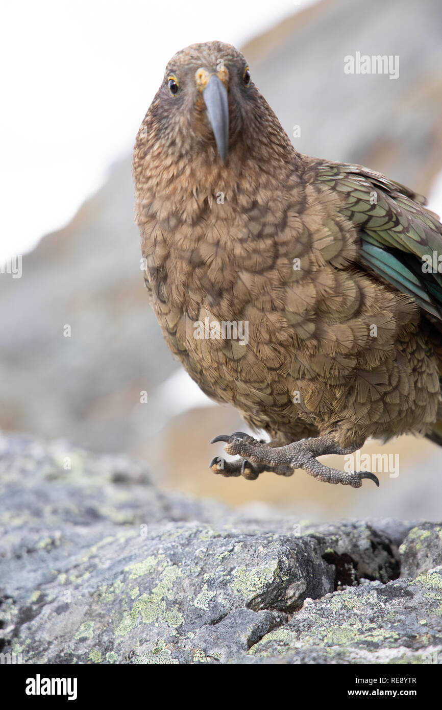 Portrait of a Kea, South Island, New Zealand Stock Photo - Alamy