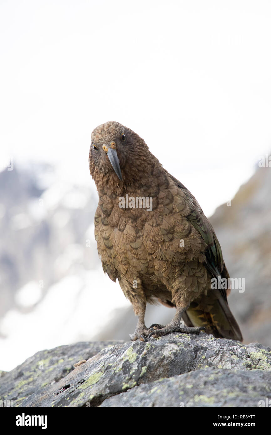 Portrait of a Kea, South Island, New Zealand Stock Photo - Alamy