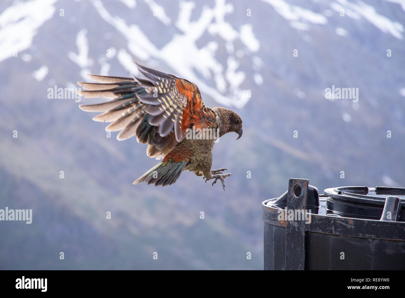 Kea in flight, South Island, New Zealand Stock Photo - Alamy