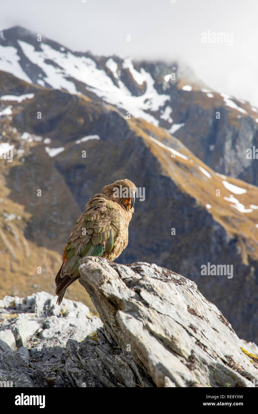 Kea parrot playing hi-res stock photography and images - Alamy