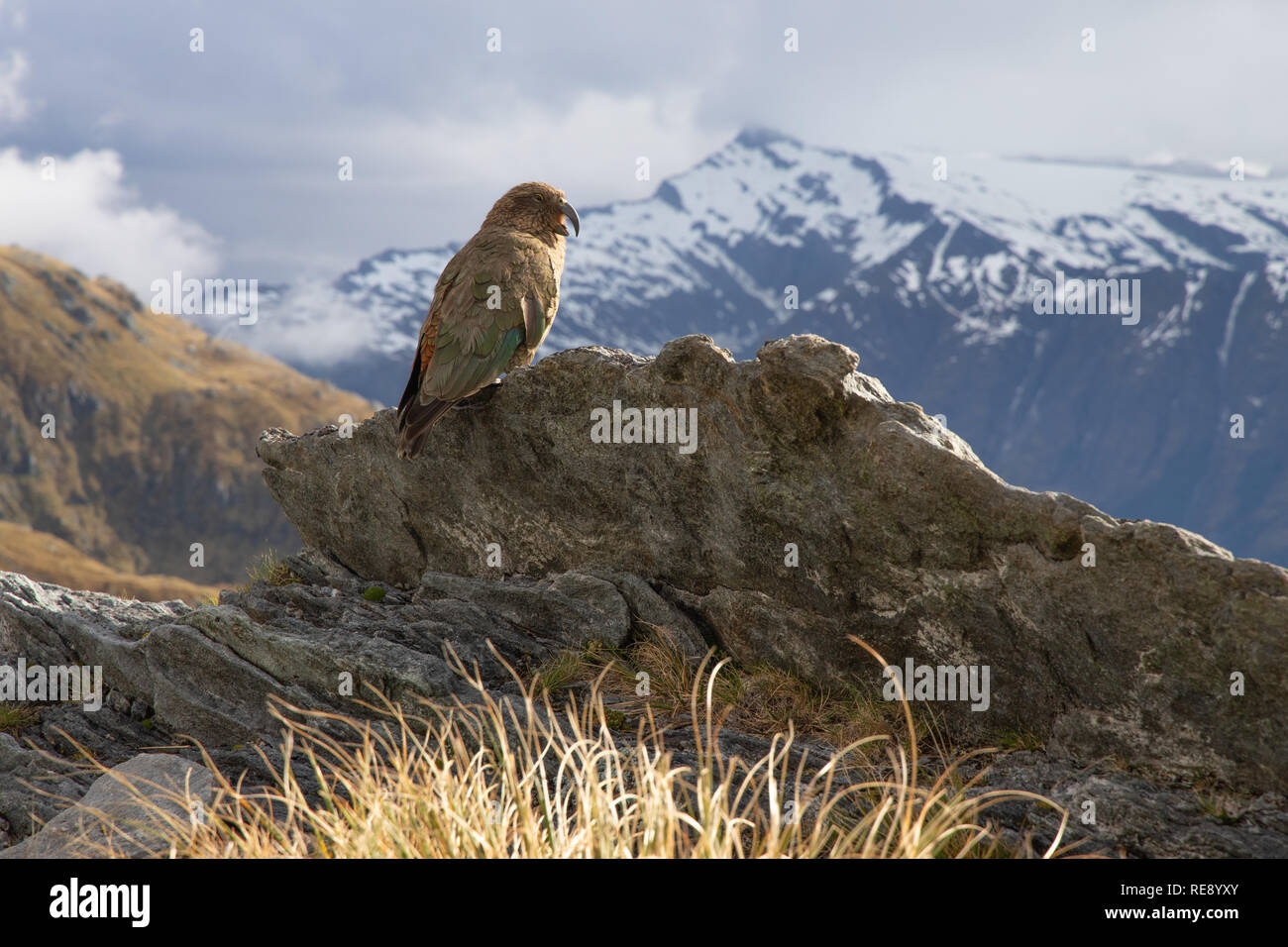 Alpine mountain parrot bird hi-res stock photography and images - Alamy