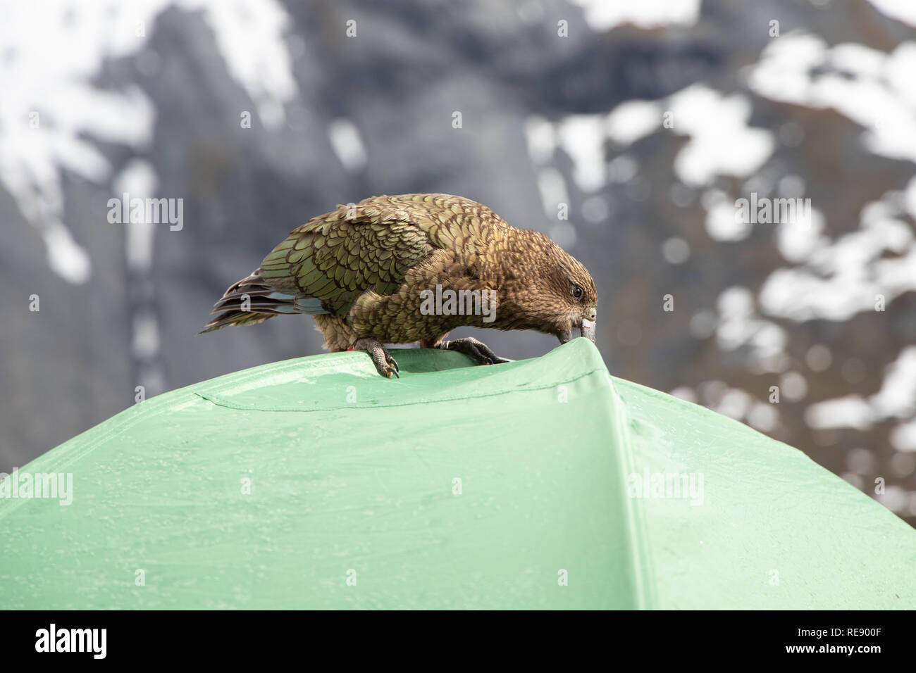 Humour animal tent hi-res stock photography and images - Alamy