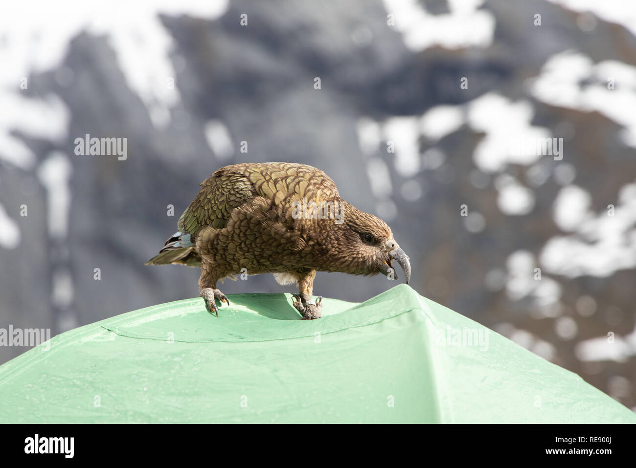 Cheeky Kea (Nestor notabilis) inspecting a hikers tent in New Zealand ...