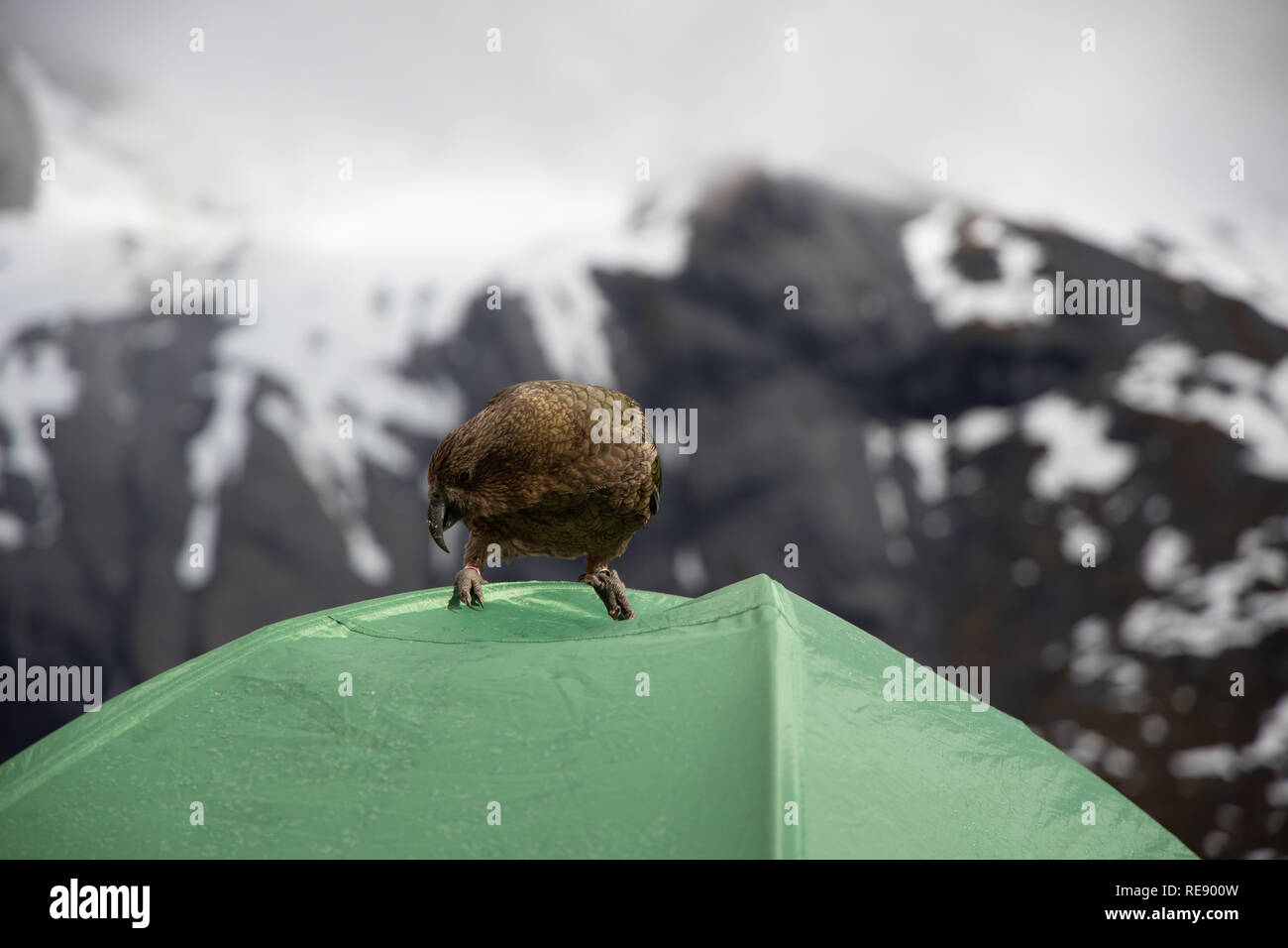 Humour animal tent hi-res stock photography and images - Alamy