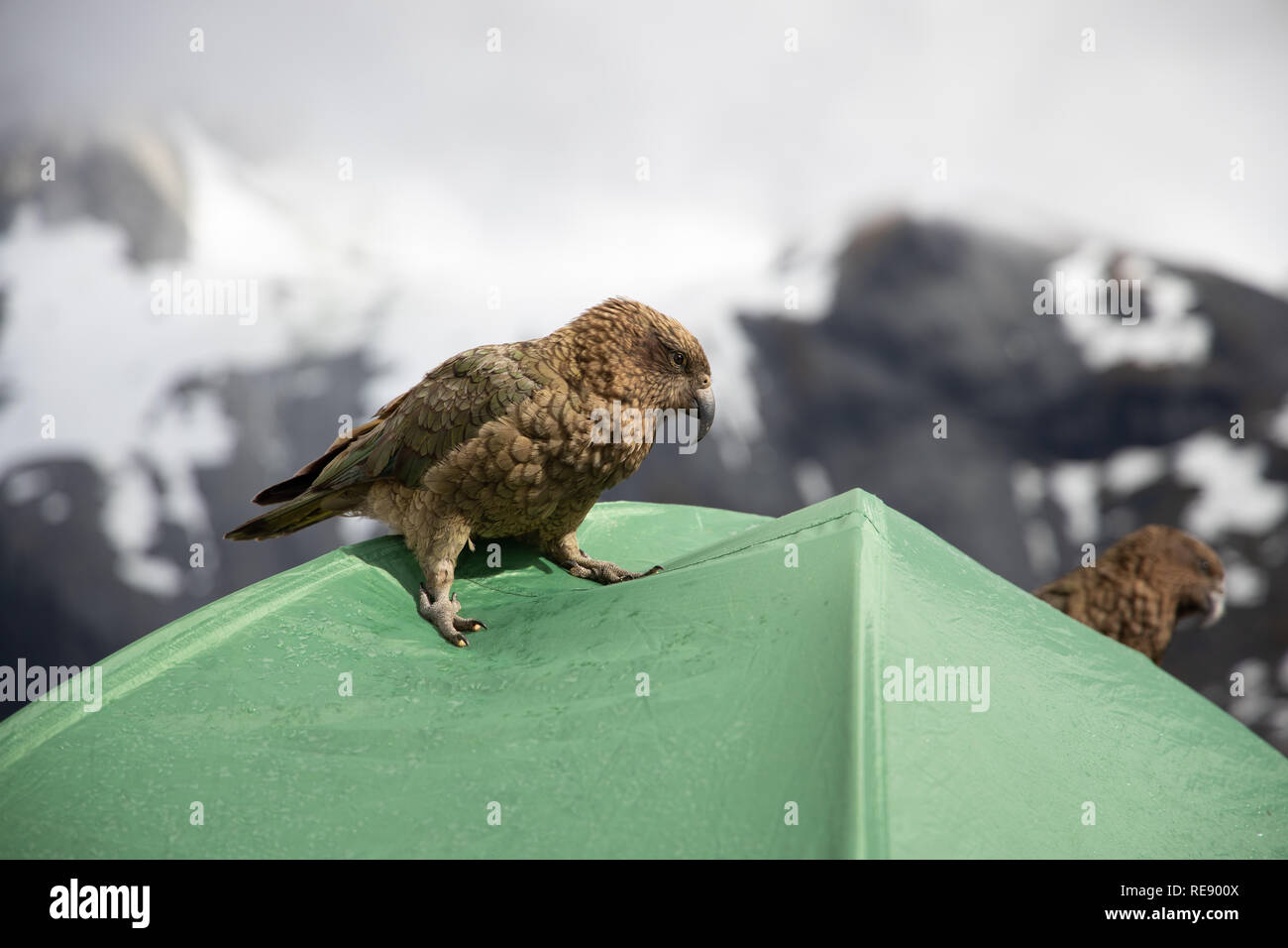 Humour animal tent hi-res stock photography and images - Alamy