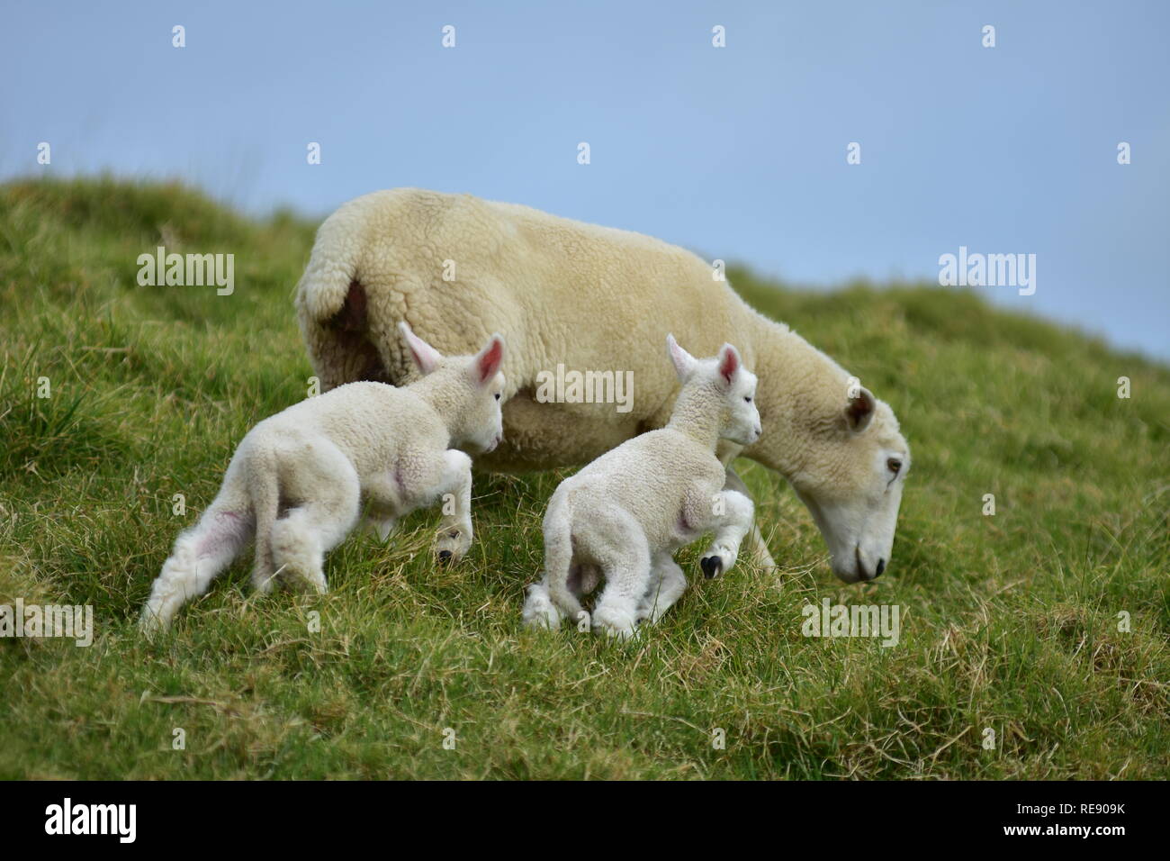 Two young lambs jumping up hill while mother sheep is grazing Stock ...