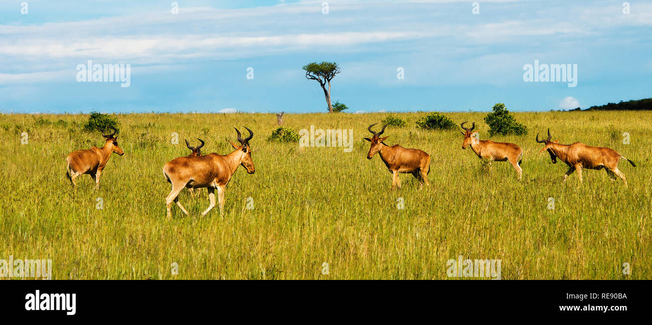 African pasture hi-res stock photography and images - Alamy