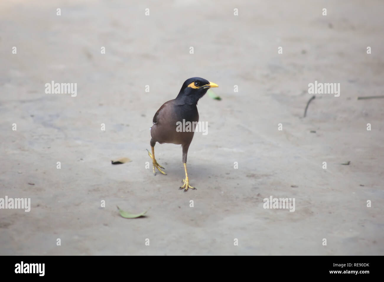 Indian Soil High Resolution Stock Photography and Images - Alamy